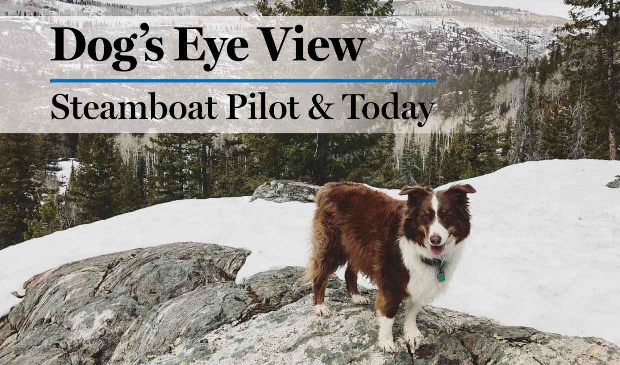 Dog’s Eye View: ‘You don’t know what you don’t know’ | SteamboatToday.com